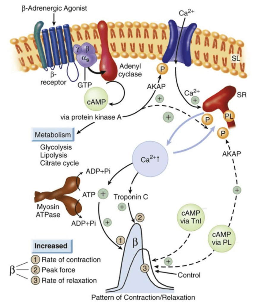 Conséquences cardiaques de l’hyperthyroïdie – Insuffisant Cardiologue